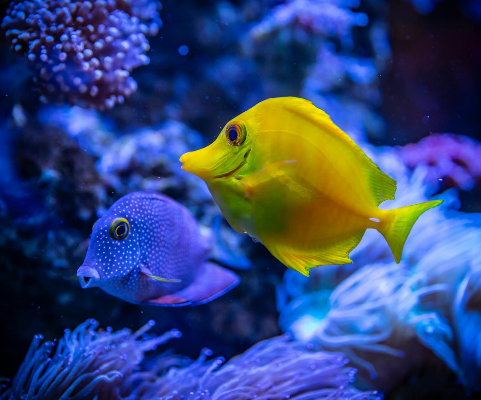 Pisces : Definition, Classification and Characteristics | Zoologyverse