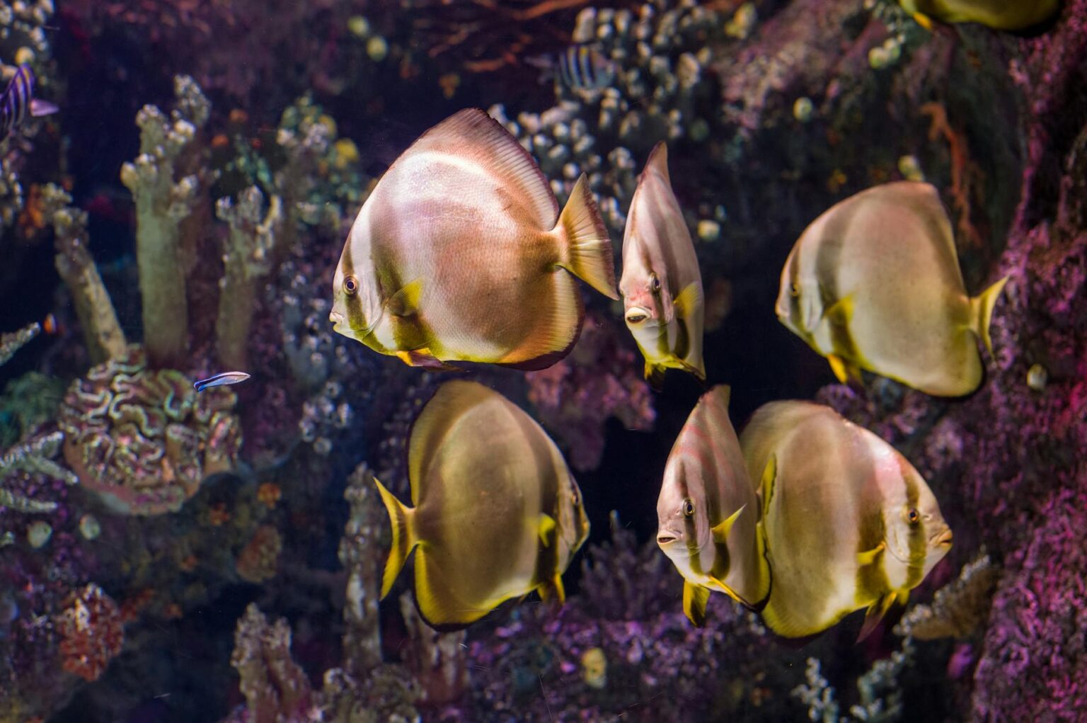 Pisces : Definition, Classification and Characteristics | Zoologyverse