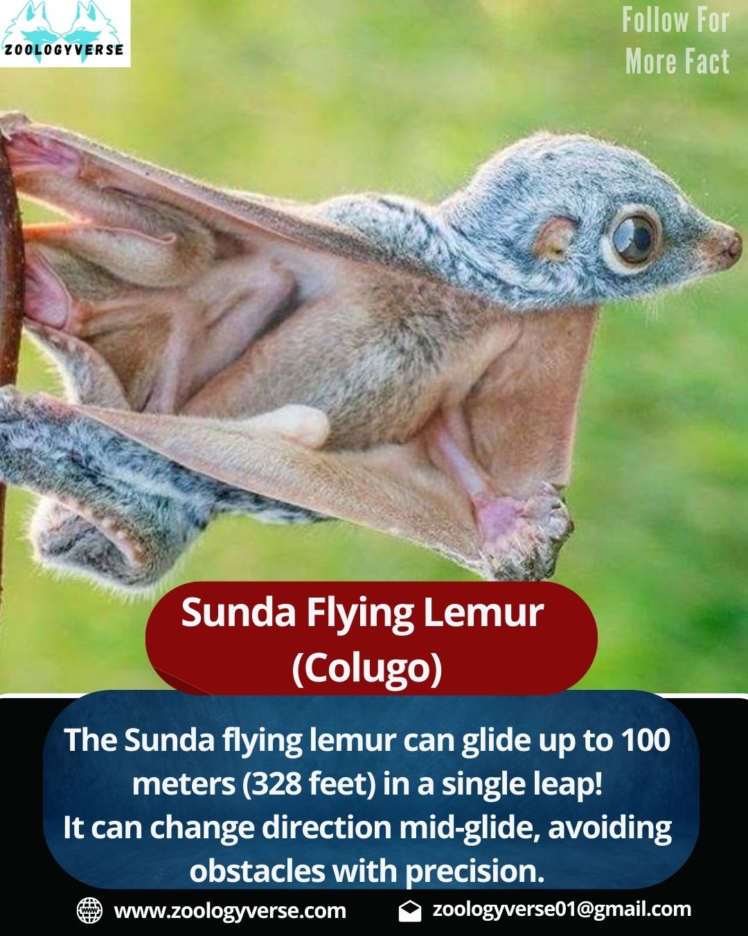 Sunda Flying Lemur: Gliding Mammal of Southeast Asia | Zoologyverse | 2025
