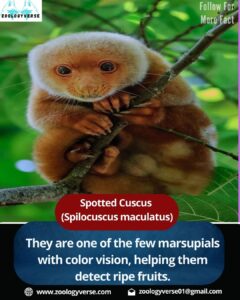 Spotted Cuscus (Spilocuscus maculatus) | Zoologyverse
