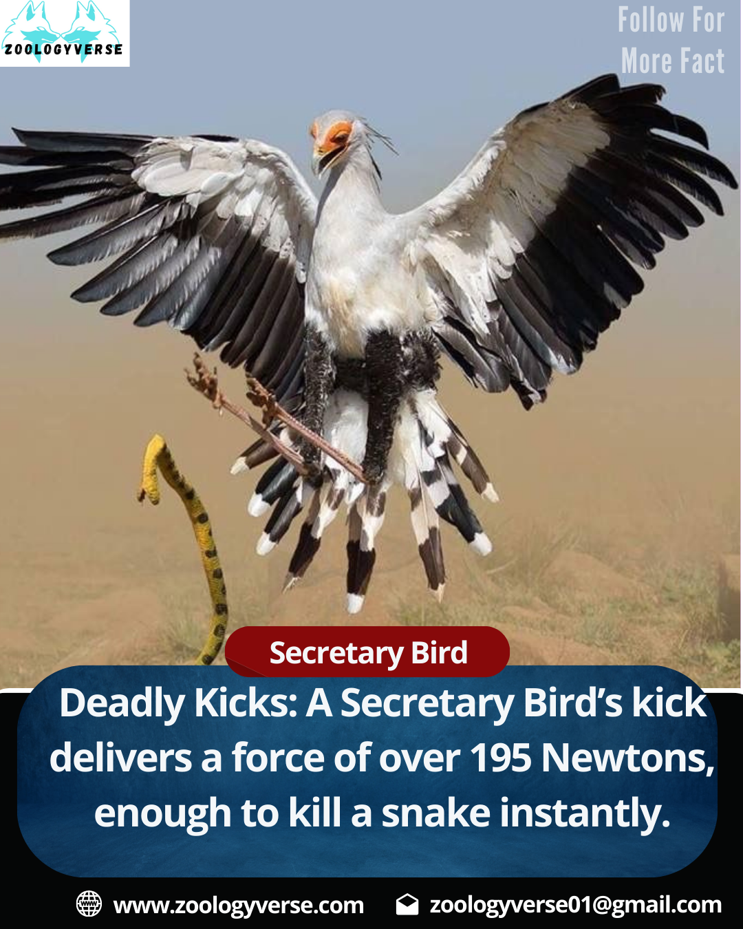 Secretary Bird: The Snake-Hunting Raptor of the African Savannas ...