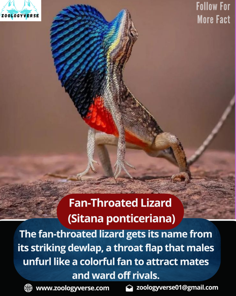 Fan-Throated Lizard (Sitana ponticeriana) | Zoologyverse