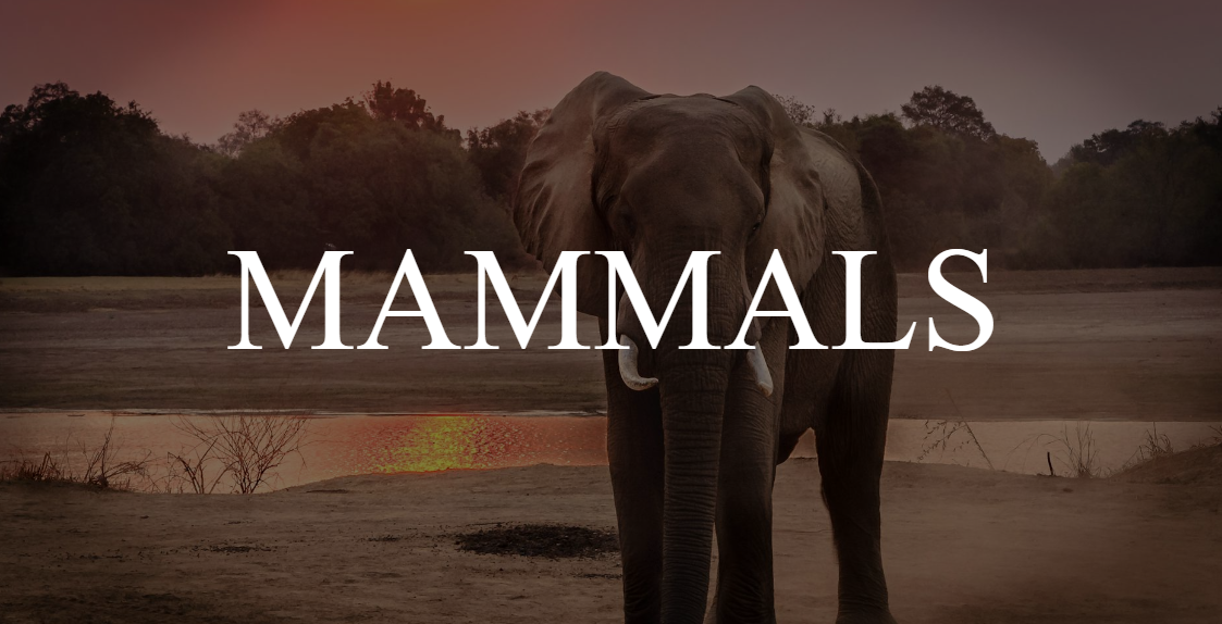 What Are Mammals? Definition, Characteristics | Zoologyverse