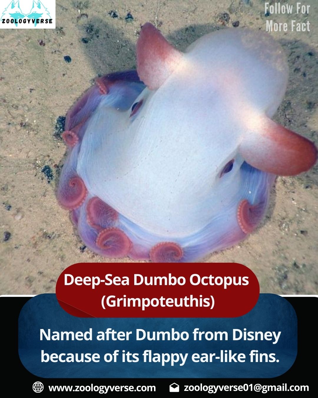 10 Recently Discovered Animal Species That Will Blow Your Mind ...