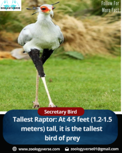 Secretary Bird: The Snake-Hunting Raptor of the African Savannas ...