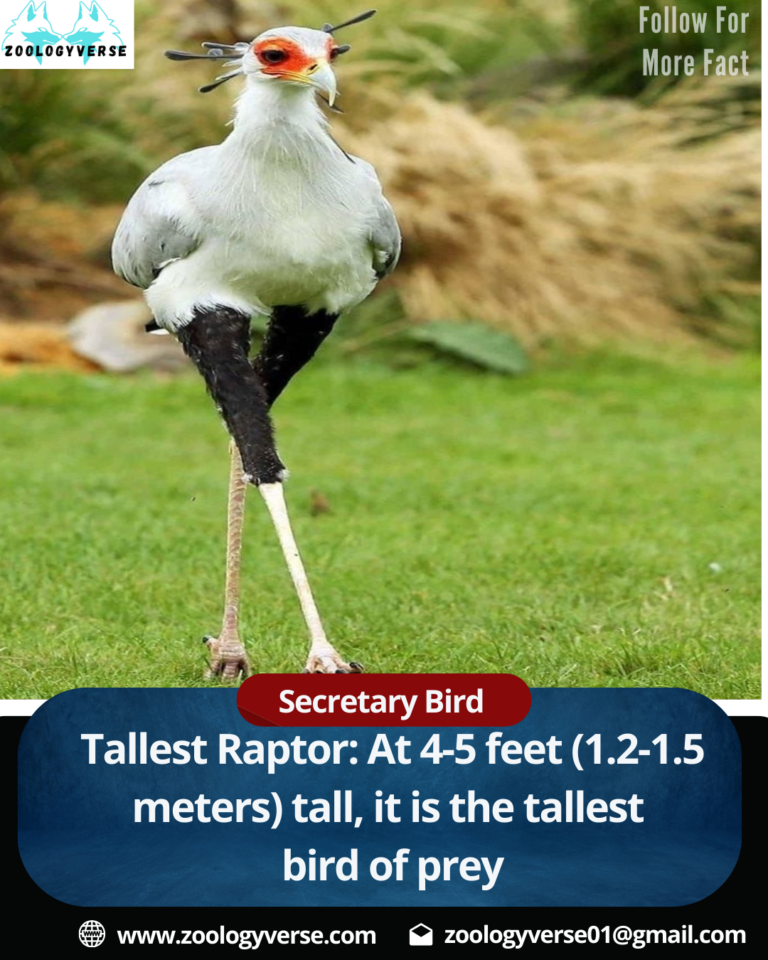 Secretary Bird: The Snake-Hunting Raptor of the African Savannas ...