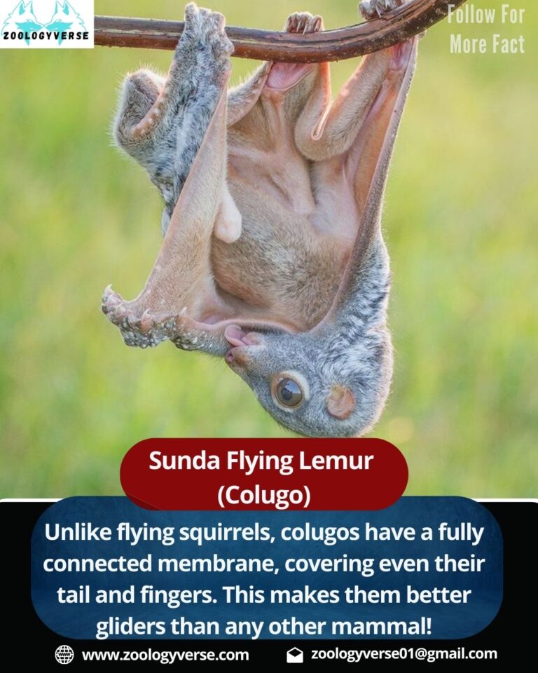 Sunda Flying Lemur: Gliding Mammal | Zoologyverse