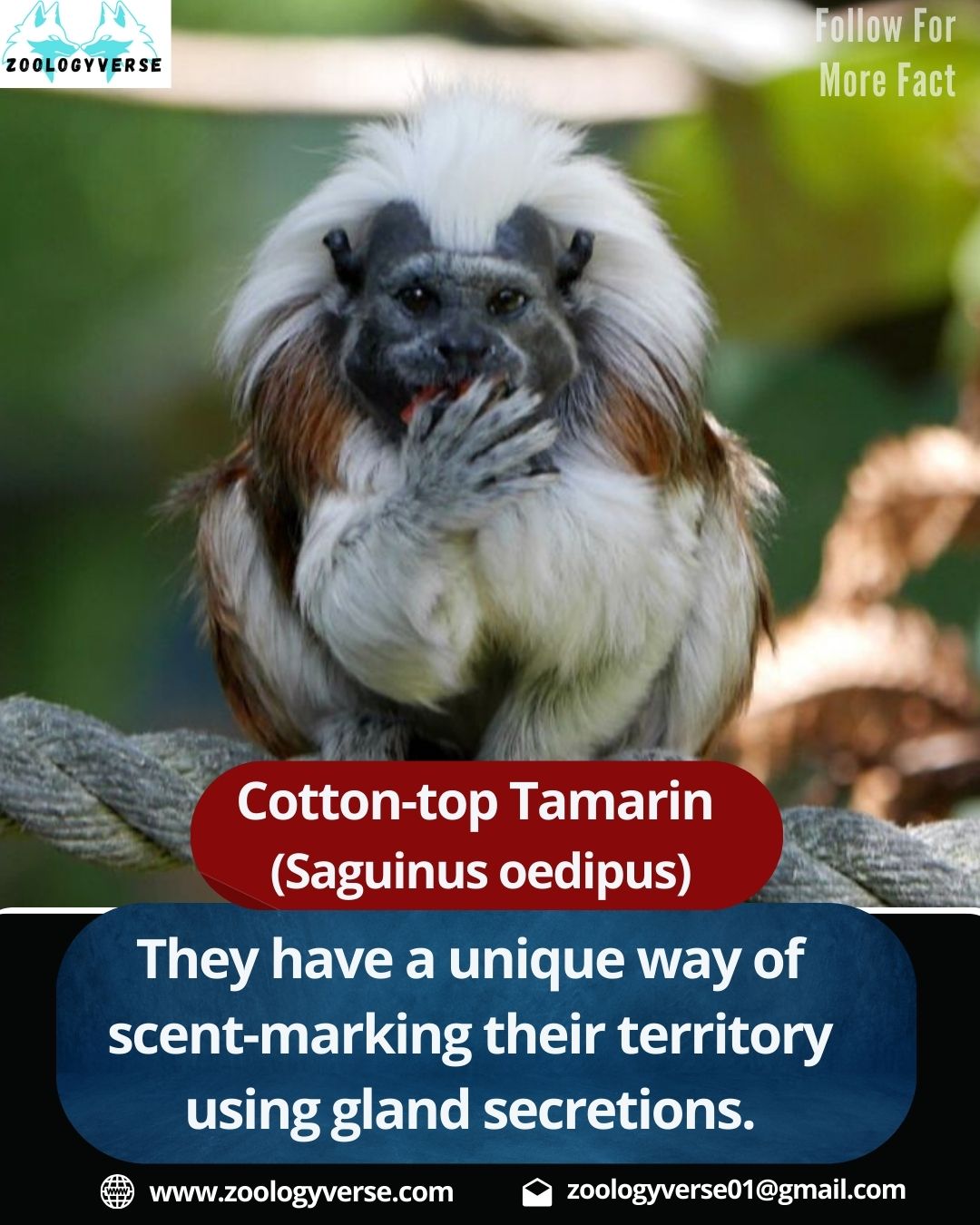 Cotton-top Tamarin: Endangered Primate | Zoologyverse