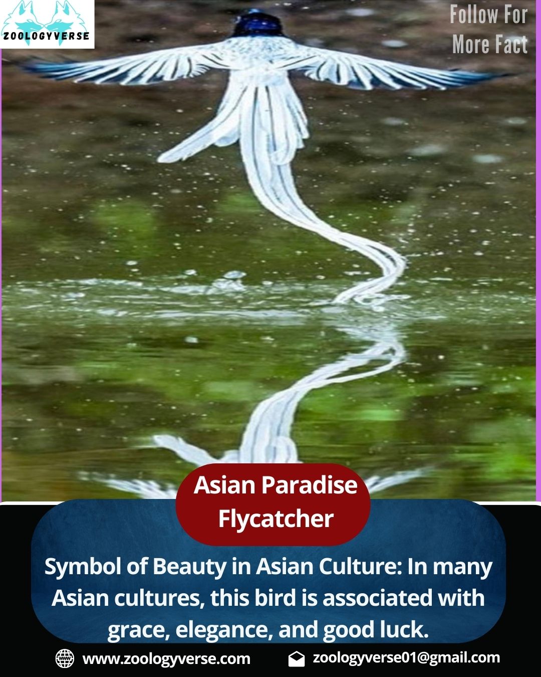 The Asian Paradise Flycatcher | Zoologyverse