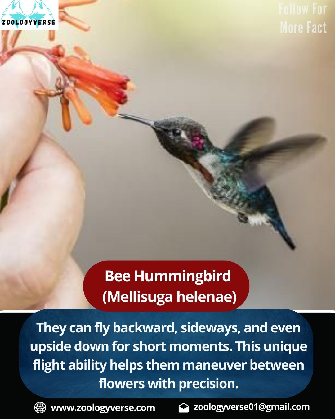 Bee Hummingbird : The World’s Smallest Bird | Zoologyverse