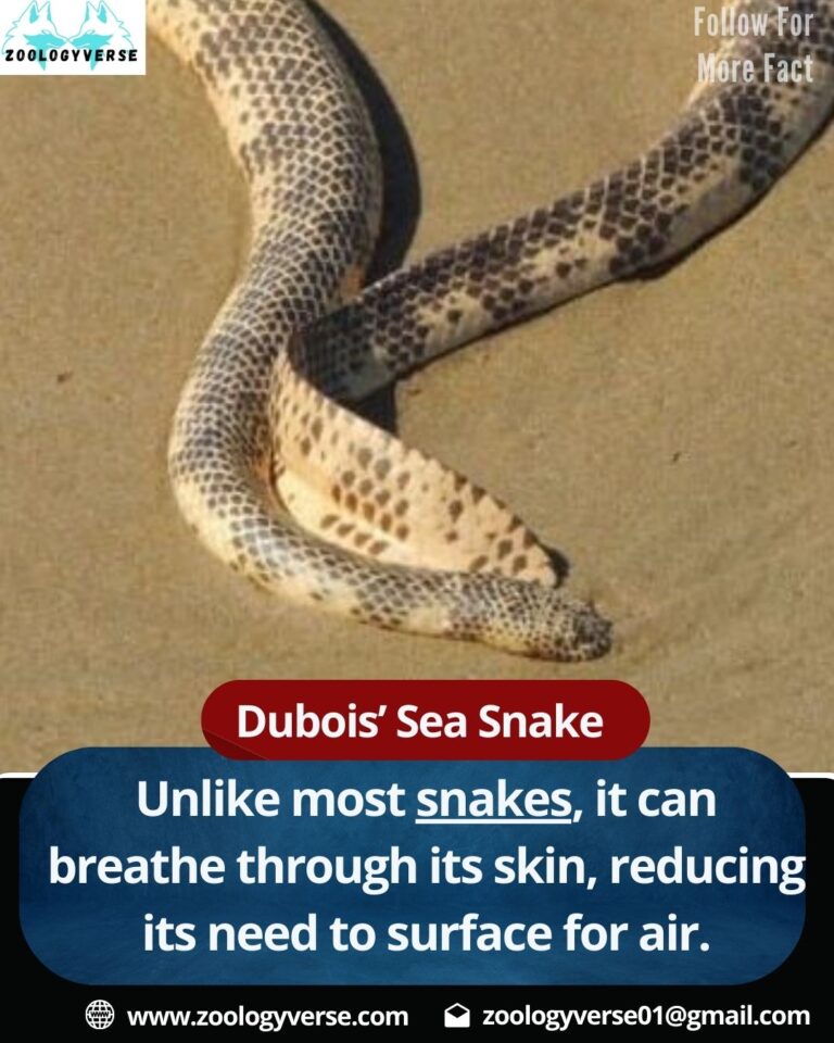 Top 10 Most Venomous Snakes in the World | Zoologyverse | 2025