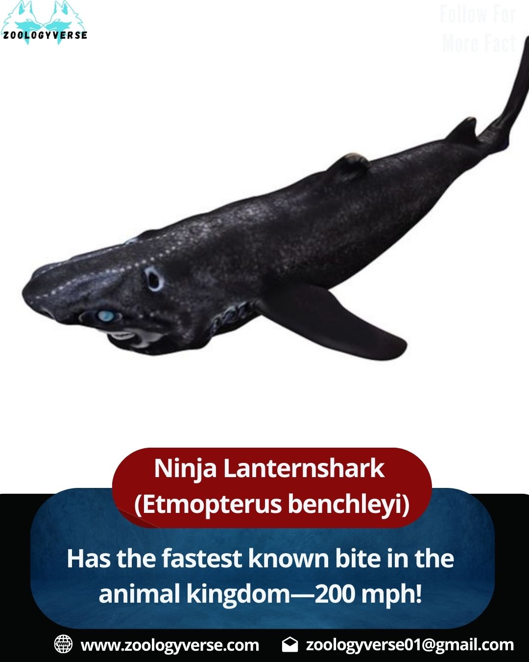 10 Recently Discovered Animal Species That Will Blow Your Mind ...