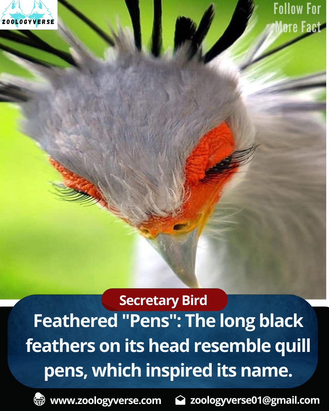 Secretary Bird: The Snake-Hunting Raptor of the African Savannas ...