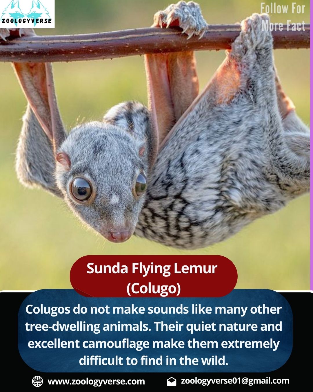 Sunda Flying Lemur: Gliding Mammal | Zoologyverse