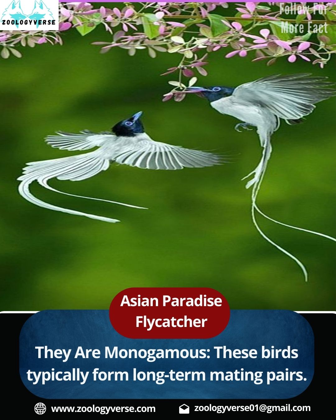 The Asian Paradise Flycatcher | Zoologyverse