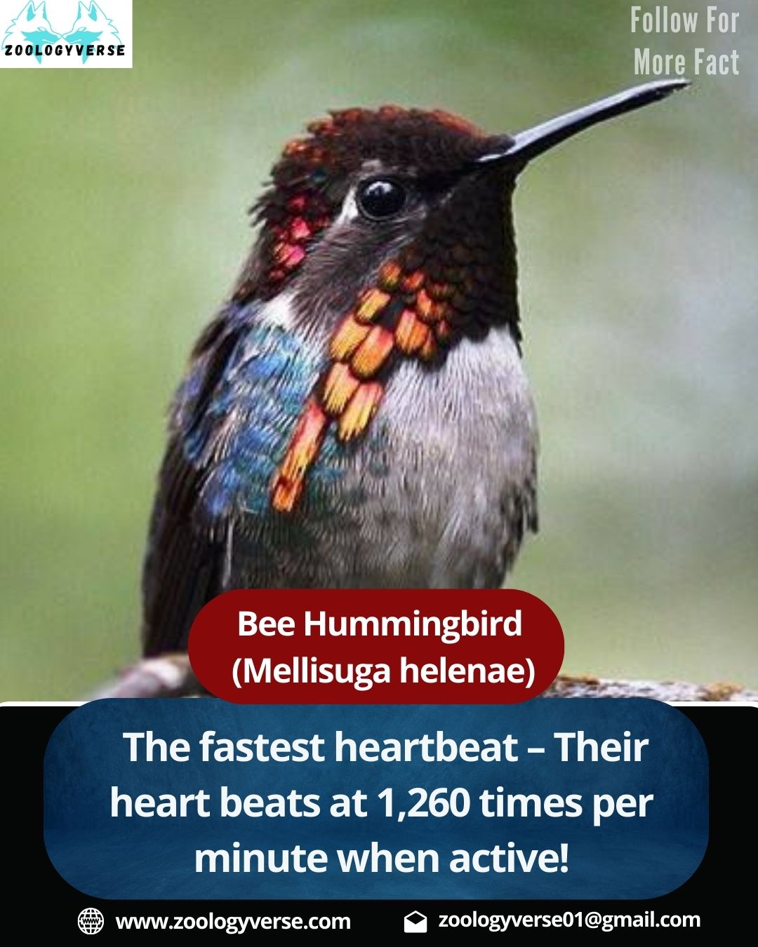 Bee Hummingbird : The World’s Smallest Bird | Zoologyverse