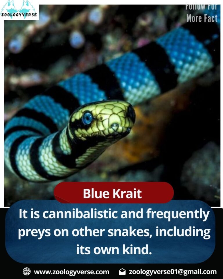 Top 10 Most Venomous Snakes in the World | Zoologyverse | 2025