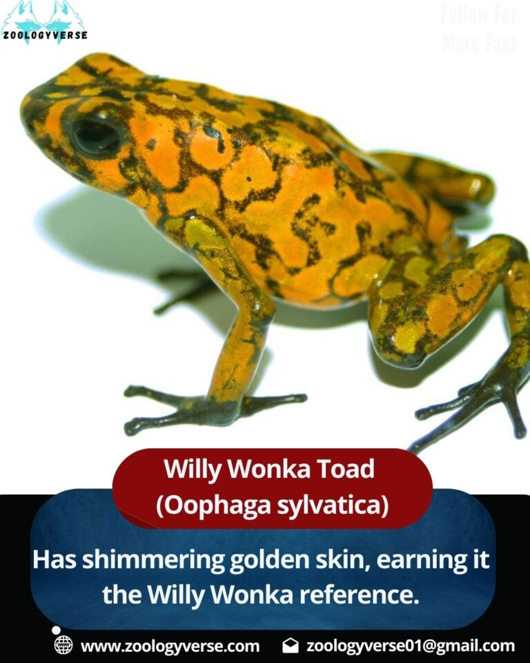 10 Recently Discovered Animal Species That Will Blow Your Mind ...