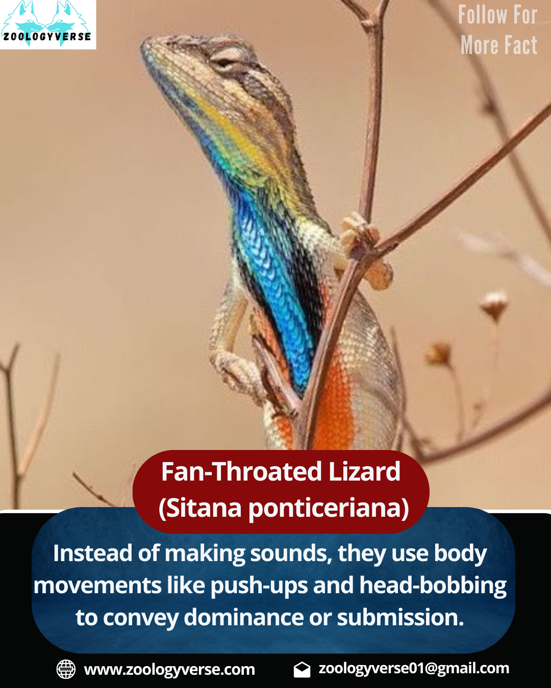 Fan-Throated Lizard (Sitana ponticeriana) | Zoologyverse