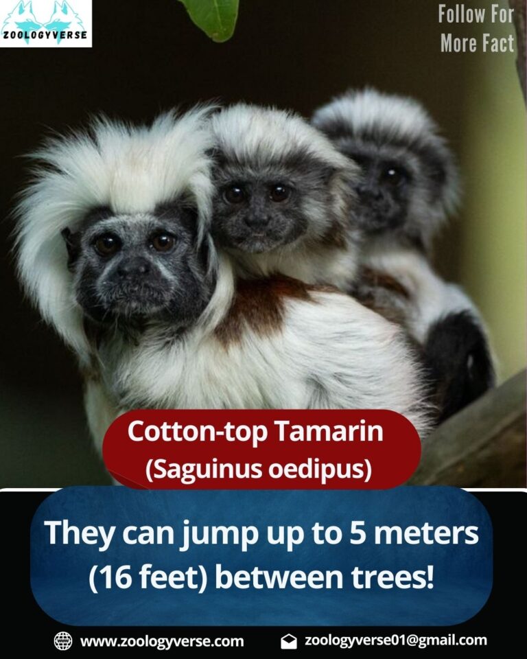 Cotton-top Tamarin: Endangered Primate | Zoologyverse