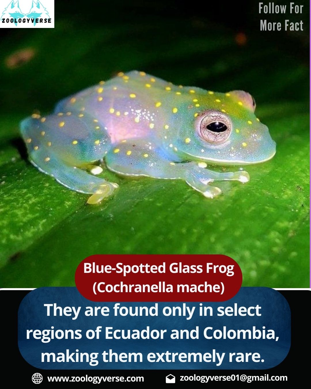 Blue-Spotted Glass Frog (Cochranella mache) | Zoologyverse