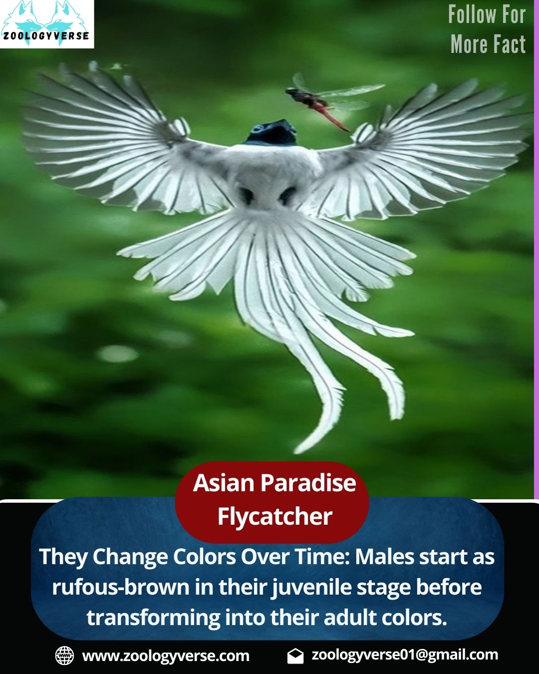 The Asian Paradise Flycatcher | Zoologyverse