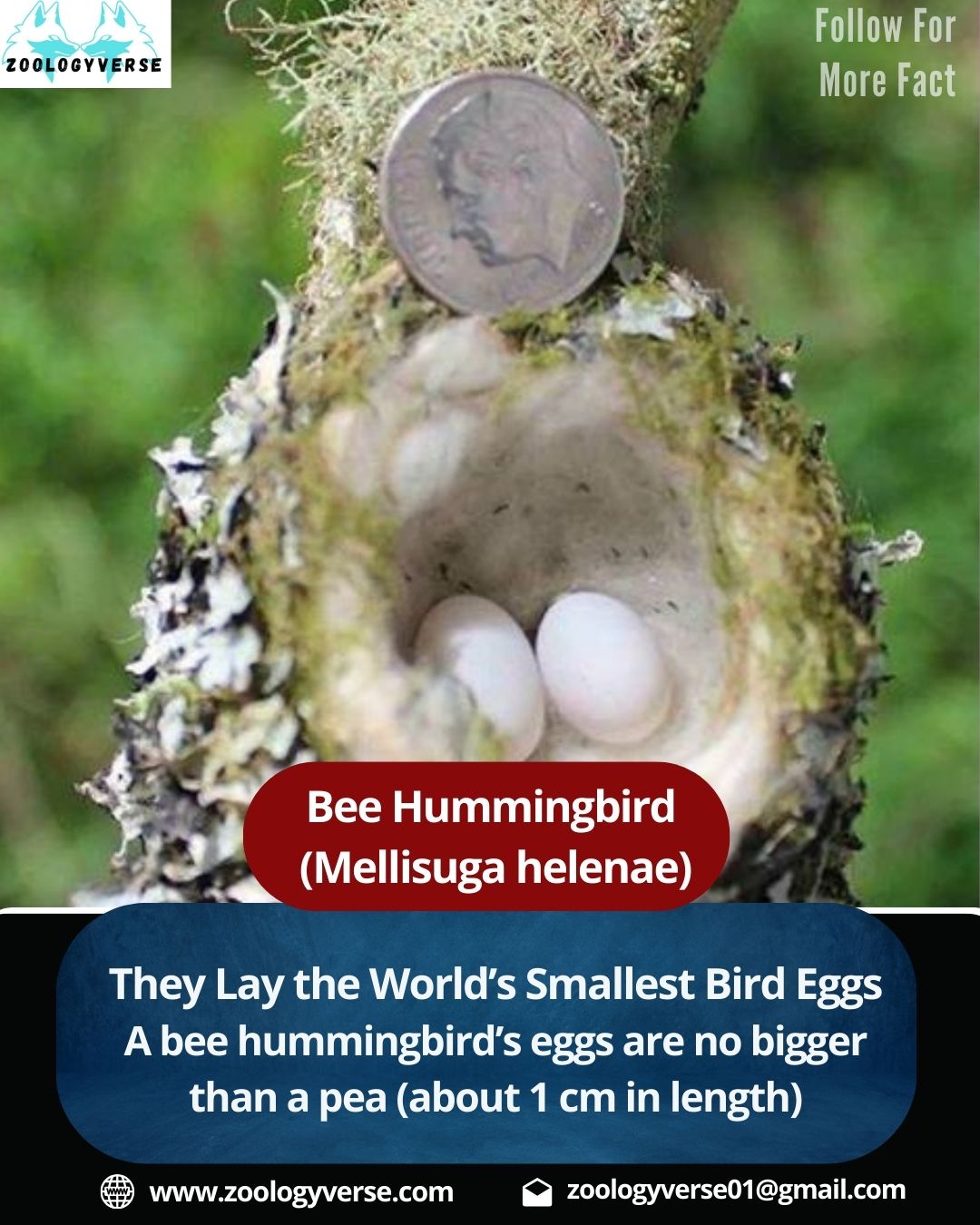 Bee Hummingbird : The World’s Smallest Bird | Zoologyverse