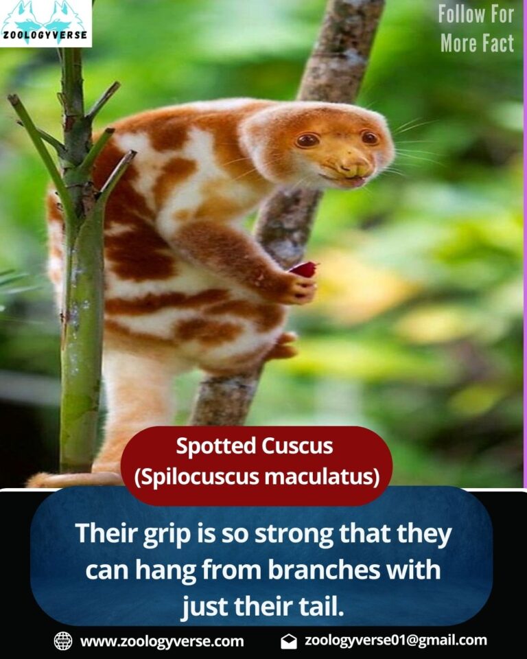Spotted Cuscus (Spilocuscus maculatus) | Zoologyverse