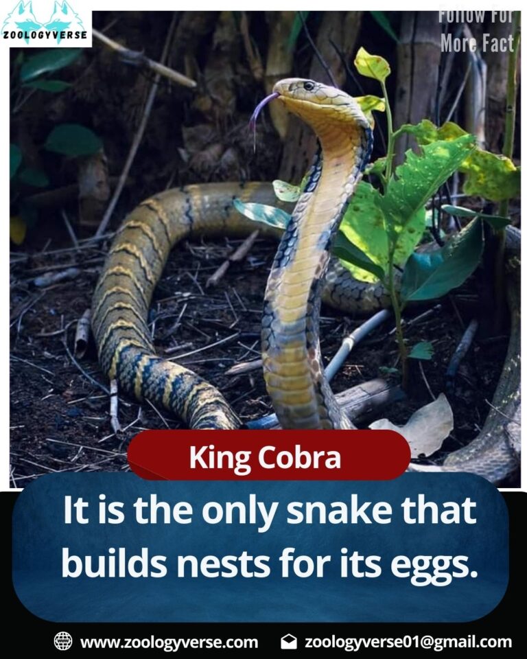 Top 10 Most Venomous Snakes in the World | Zoologyverse | 2025