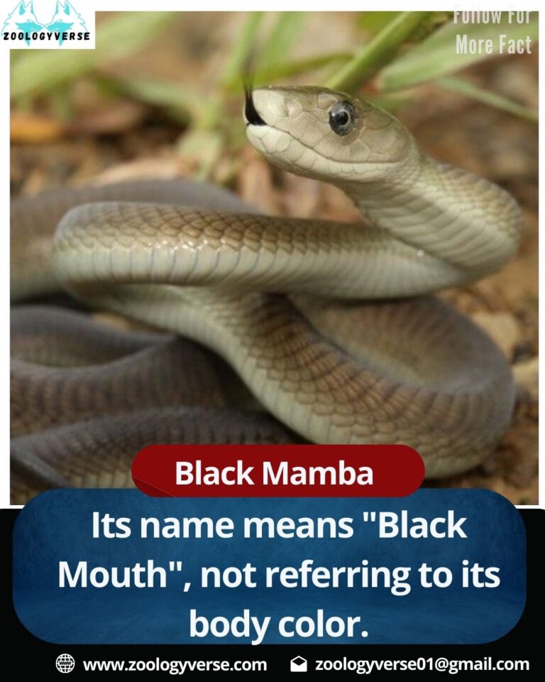 Top 10 Most Venomous Snakes in the World | Zoologyverse | 2025