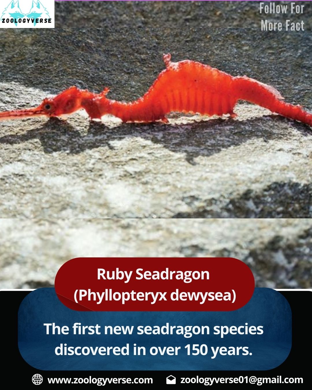 10 Recently Discovered Animal Species That Will Blow Your Mind ...