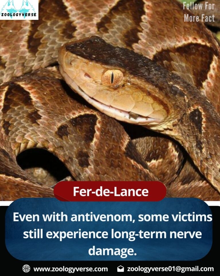 Top 10 Most Venomous Snakes in the World | Zoologyverse | 2025