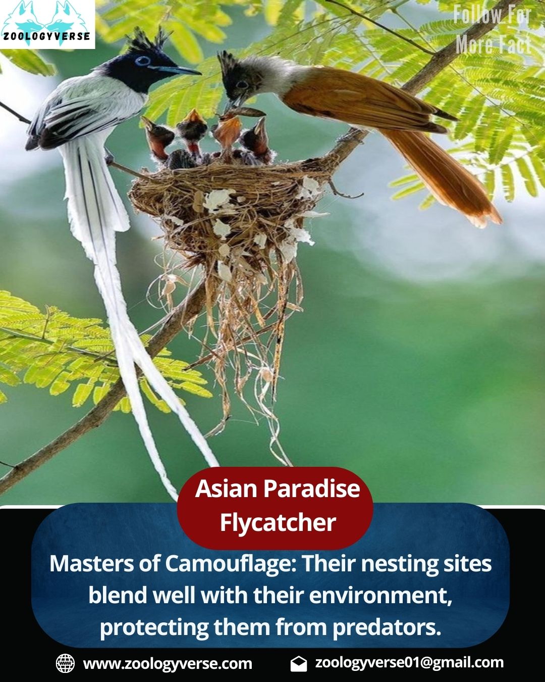 The Asian Paradise Flycatcher | Zoologyverse