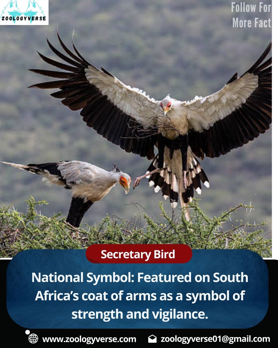 Secretary Bird: The Snake-Hunting Raptor of the African Savannas ...