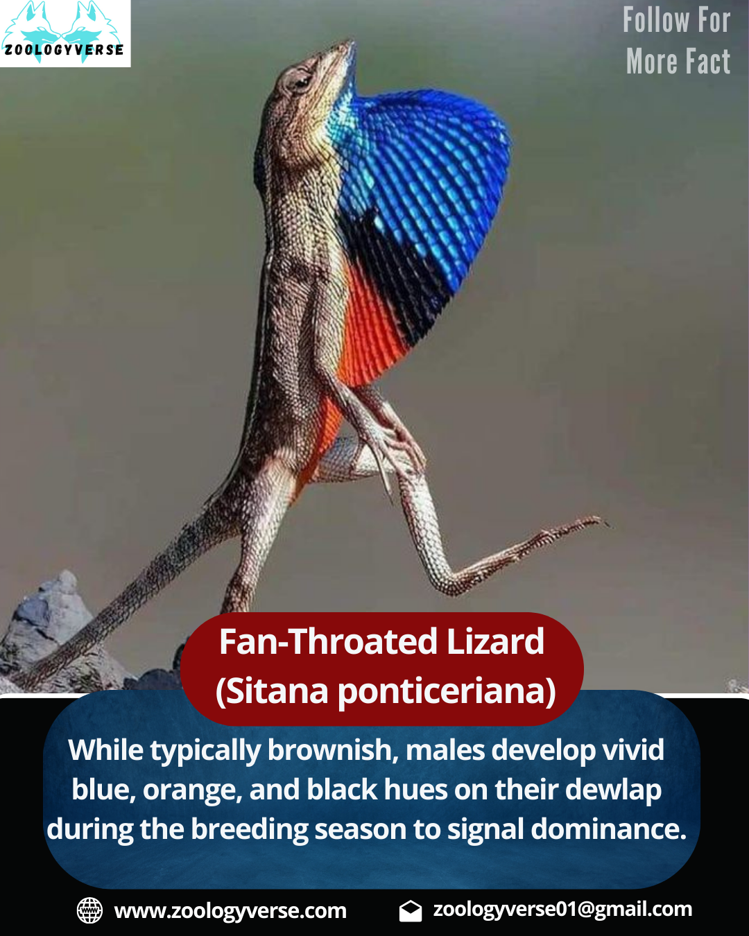 Fan-Throated Lizard (Sitana ponticeriana) | Zoologyverse