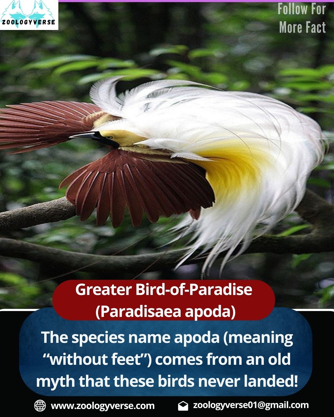 Greater Bird-of-Paradise (Paradisaea apoda) – Facts, Habitat, Behavior ...