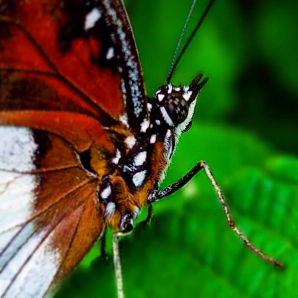 Butterfly | Study of Butterflies | Zoologyverse