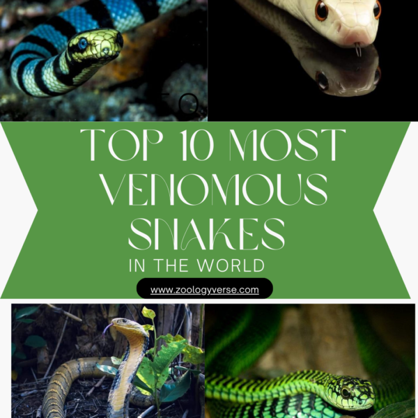 10 Most Dangerous Animals on Earth | Zoologyverse