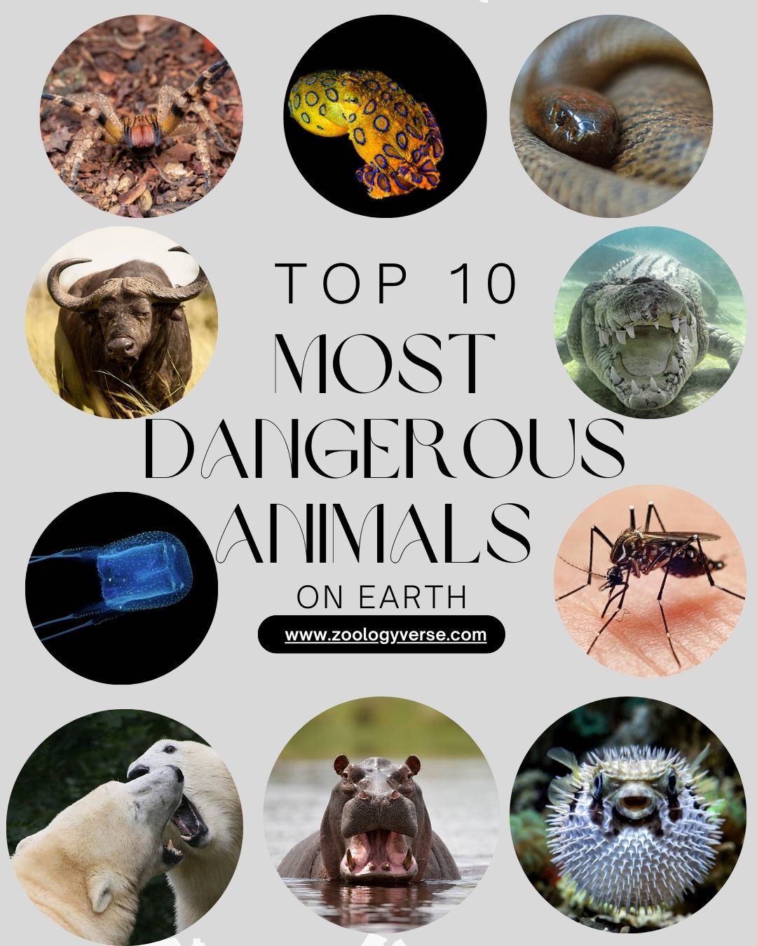 10 Most Dangerous Animals on Earth | Zoologyverse