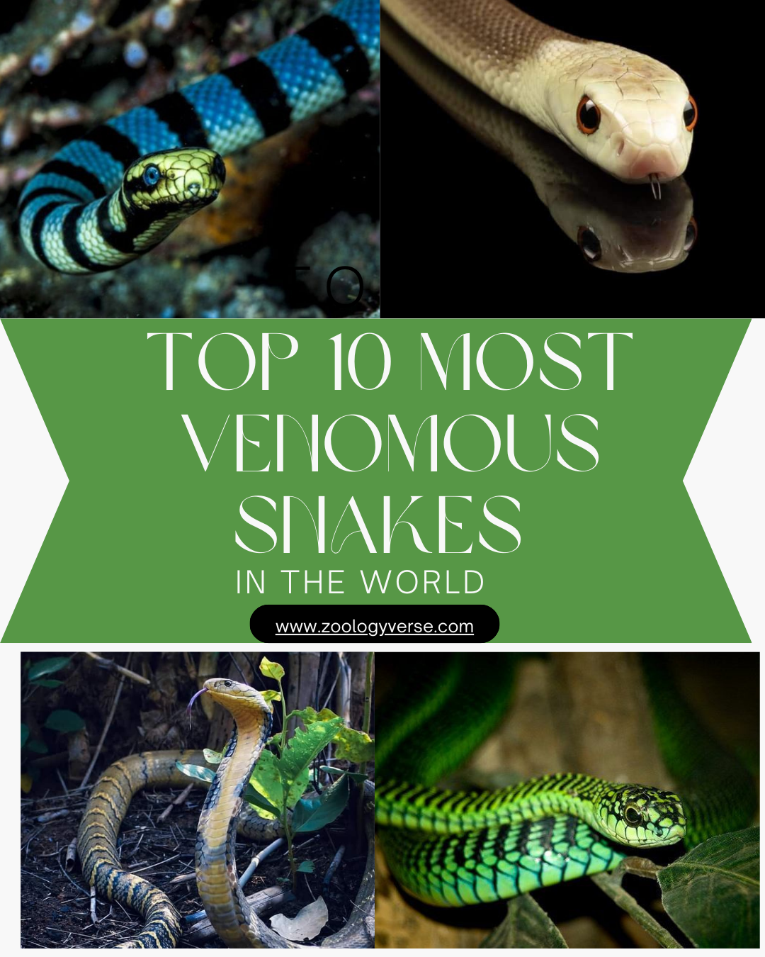 Top 10 Most Venomous Snakes in the World | Zoologyverse | 2025