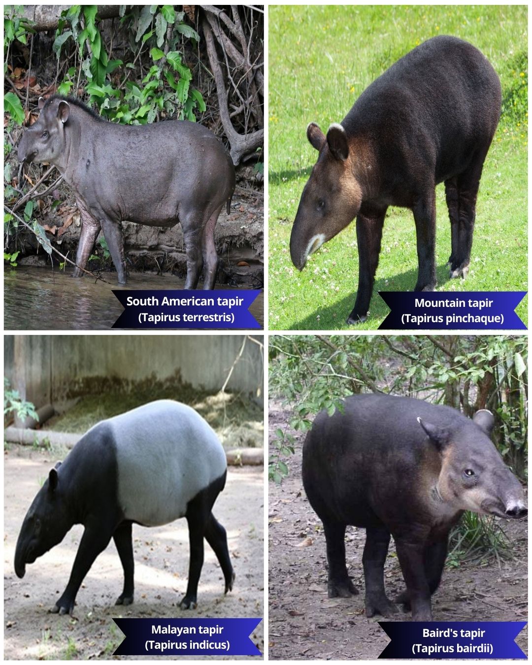 Tapir The Mysterious Herbivore Of The Rainforest Zoologyverse Tapir The Mysterious Herbivore Of The Rainforest Zoologyverse