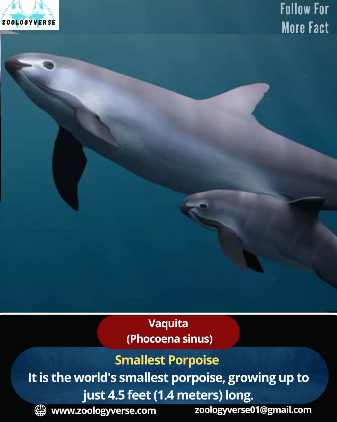 Vaquita : The World’s Most Endangered Marine Mammal | Zoologyverse | 2025