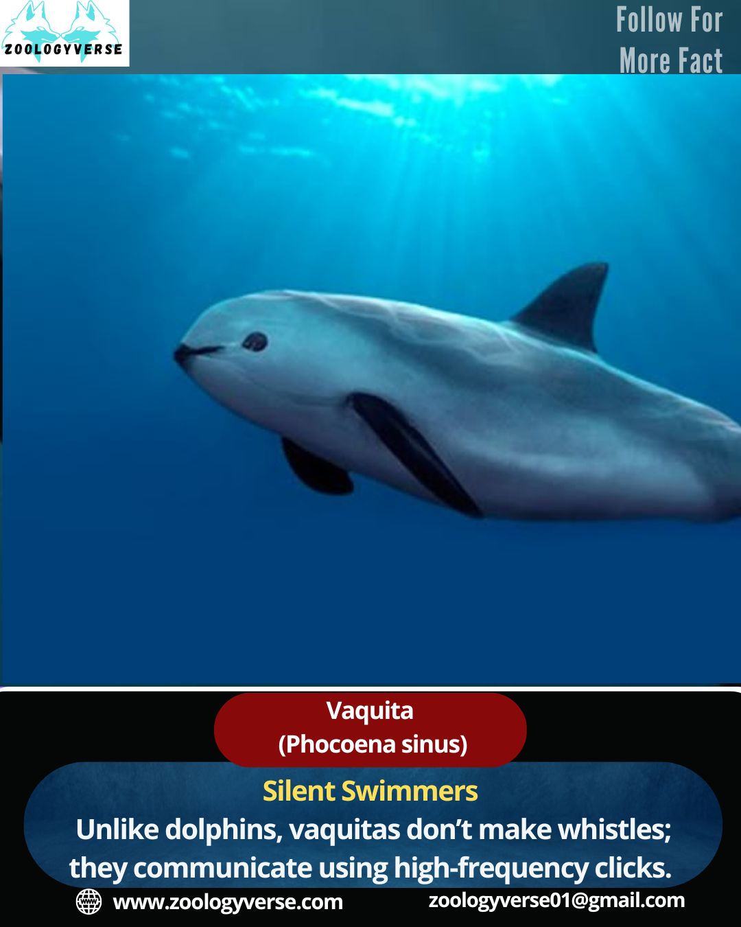 Vaquita : The World’s Most Endangered Marine Mammal | Zoologyverse | 2025