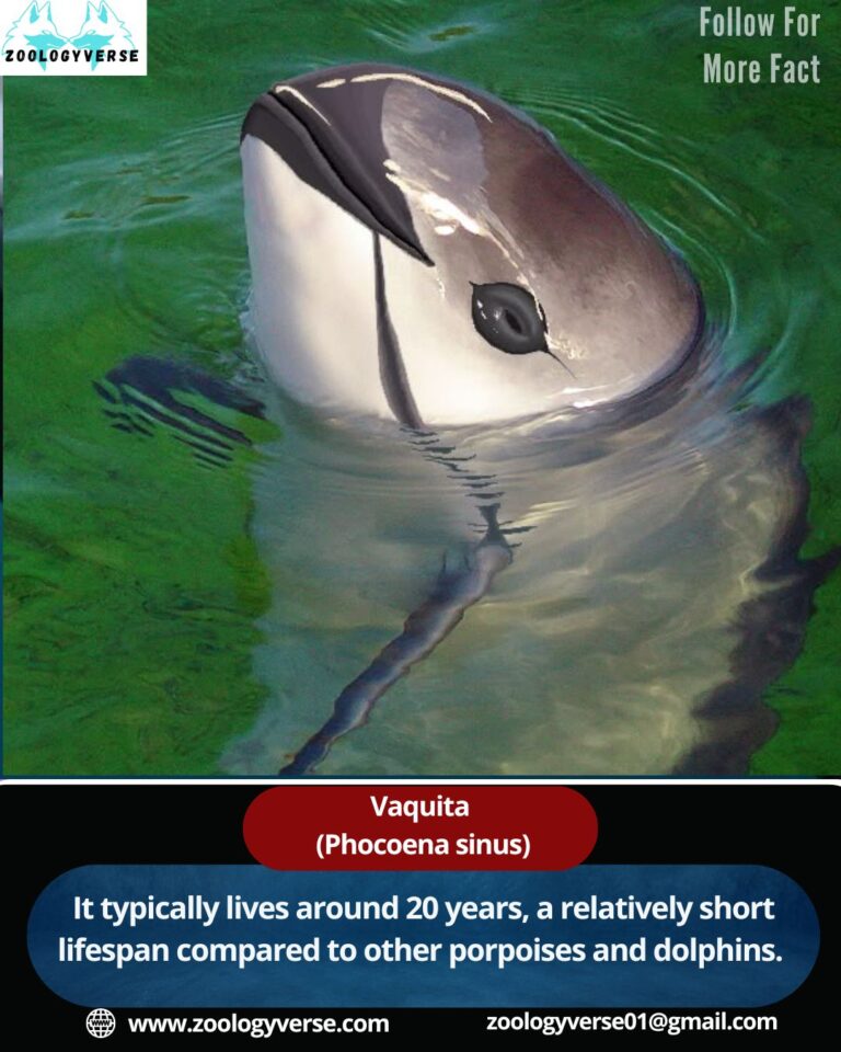 Vaquita : The World’s Most Endangered Marine Mammal | Zoologyverse | 2025