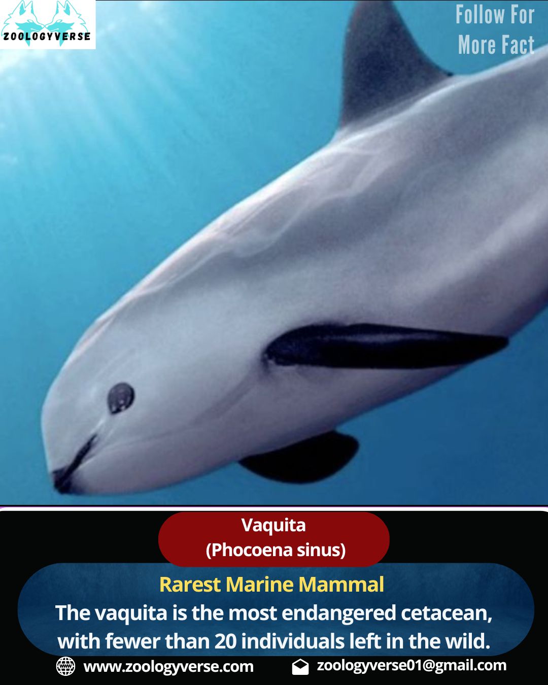 Vaquita : The World’s Most Endangered Marine Mammal | Zoologyverse | 2025