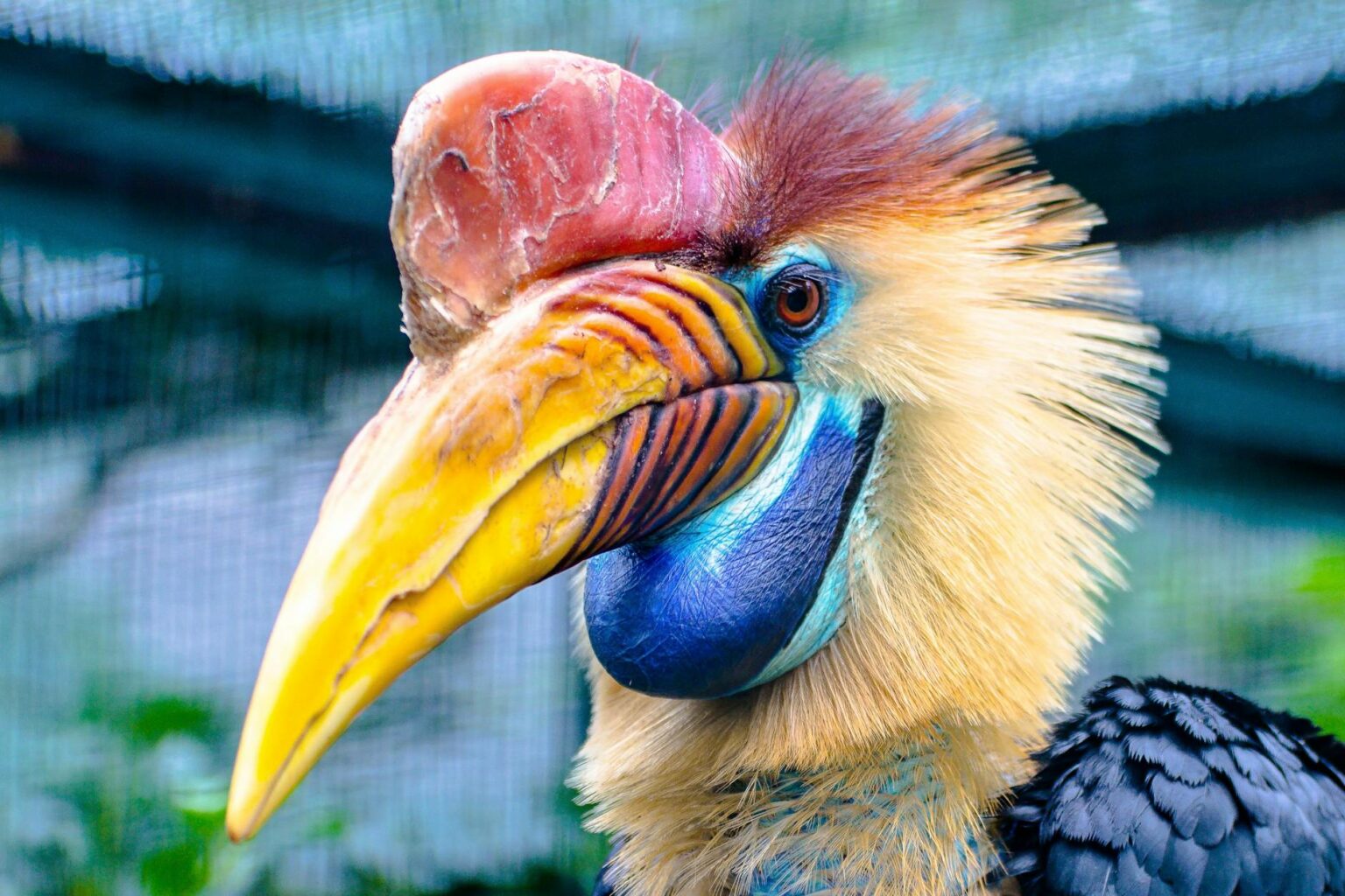 Introduction to Aves (Birds) | Zoologyverse