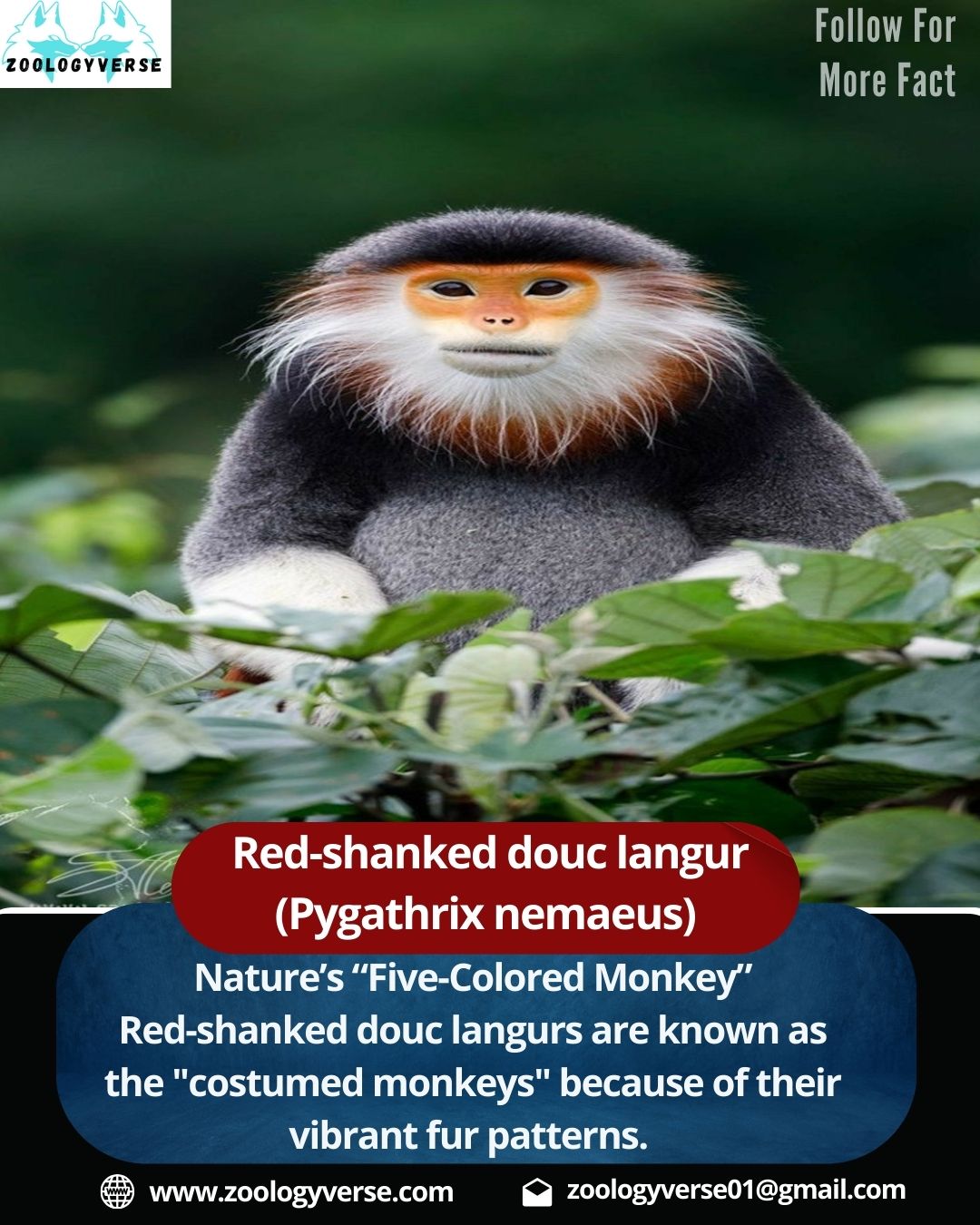 The Red-Shanked Douc Langur: Primate of Southeast Asia | Zoologyverse ...