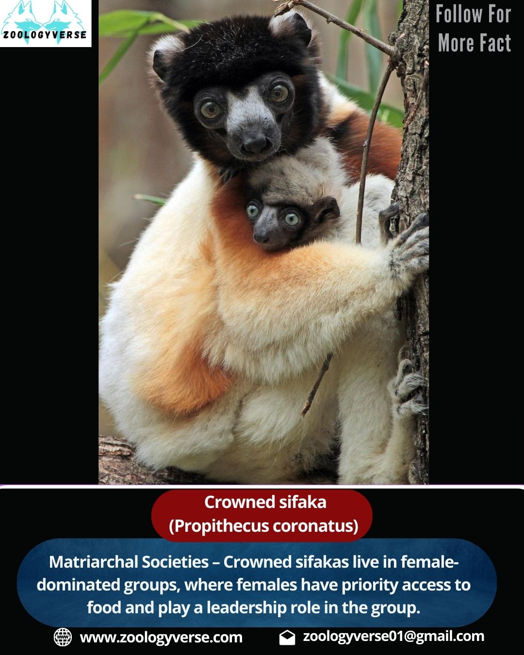 Crowned Sifaka (Propithecus coronatus) | Zoologyverse | 2025
