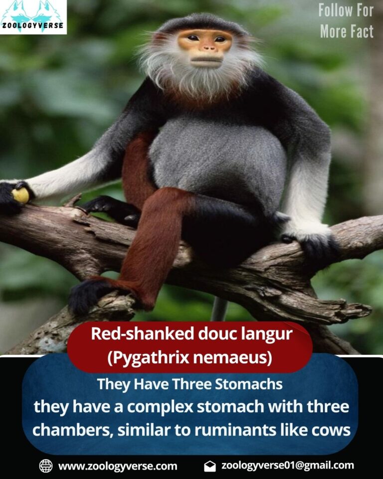 The Red-Shanked Douc Langur: Primate of Southeast Asia | Zoologyverse