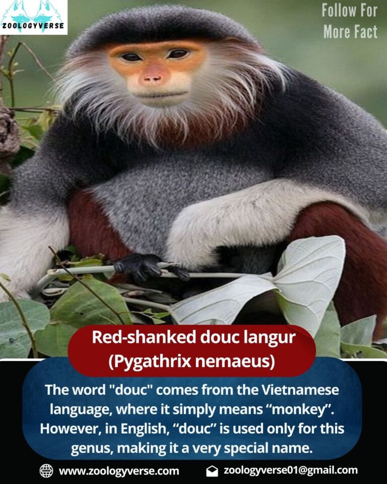 The Red-Shanked Douc Langur: Primate of Southeast Asia | Zoologyverse ...